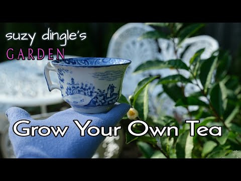 Wie man Teeblätter zu Hause anbaut: Pflegehinweise für Camellia sinensis
