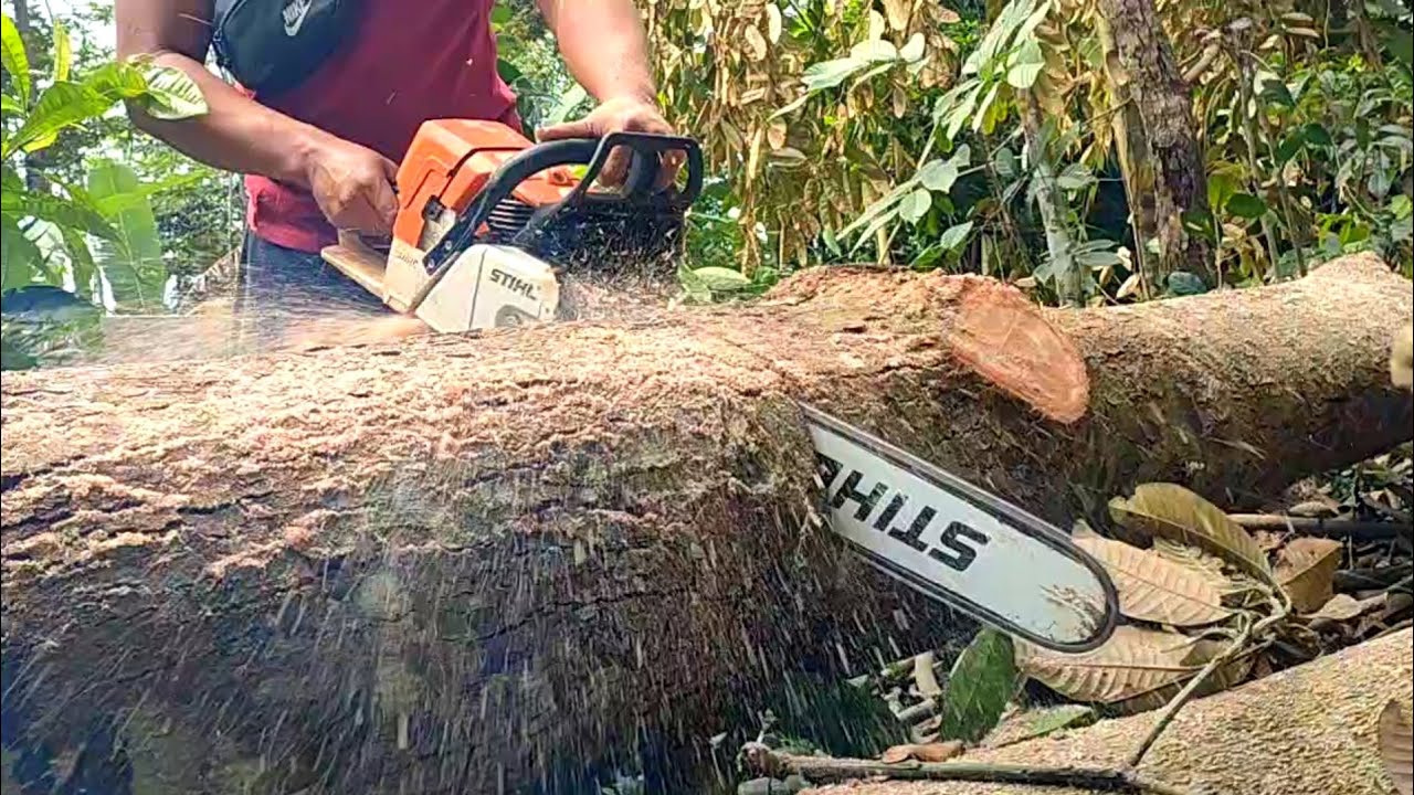 Special,,!! Cutting the Durian Tree Short Cut Scout Stick Material ...