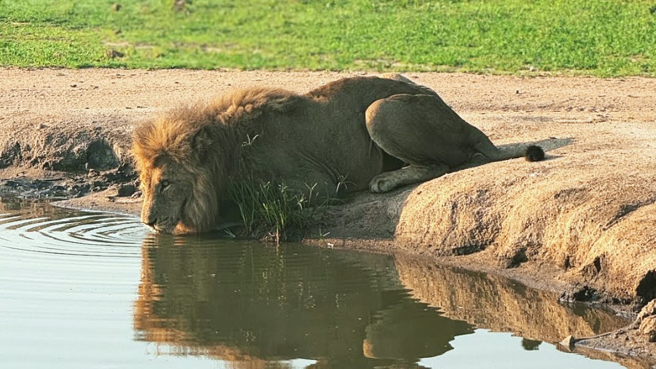 Injured Kambula K4 Male Lion healing Slowly | Mapogos Great Grandsons ...