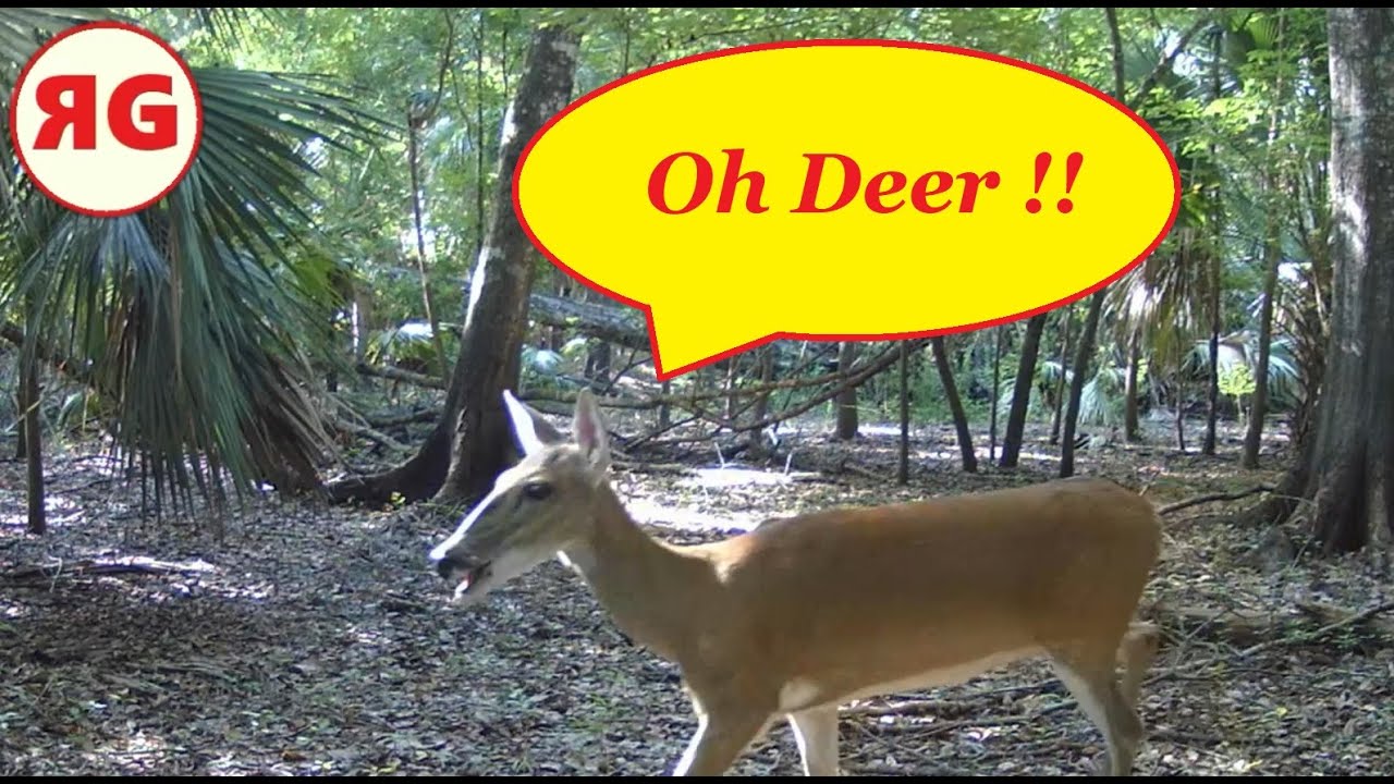 6-15-24 BBWA Deer Parade - YouTube