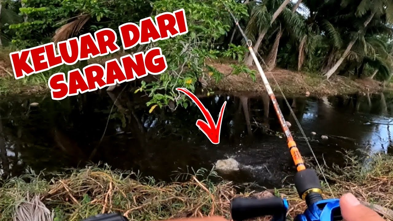 PARIT BARU CUCI BANYAK IKAN | CASTING HARUAN | LUBUK SABAK BERNAM - YouTube
