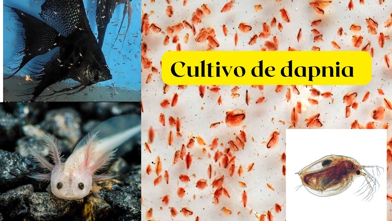 Cómo Reproducir DAPNIA o PULGA DE AGUA 💪🏼 Cómo o Cultivar DAPNIA O ...