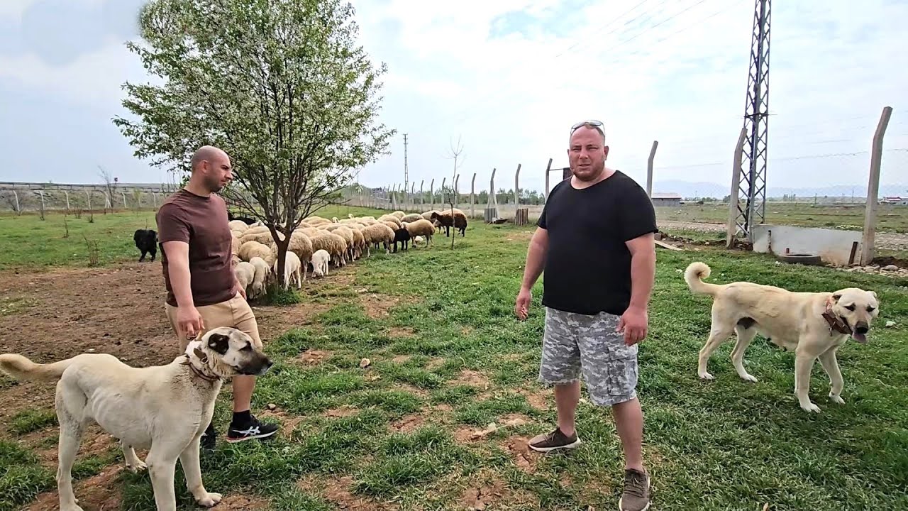 DANEZU IN TURCIA,IN CAUTARE DE KANGALI ORIGINALI.LA CAHIT AKGUL,UN MARE ...