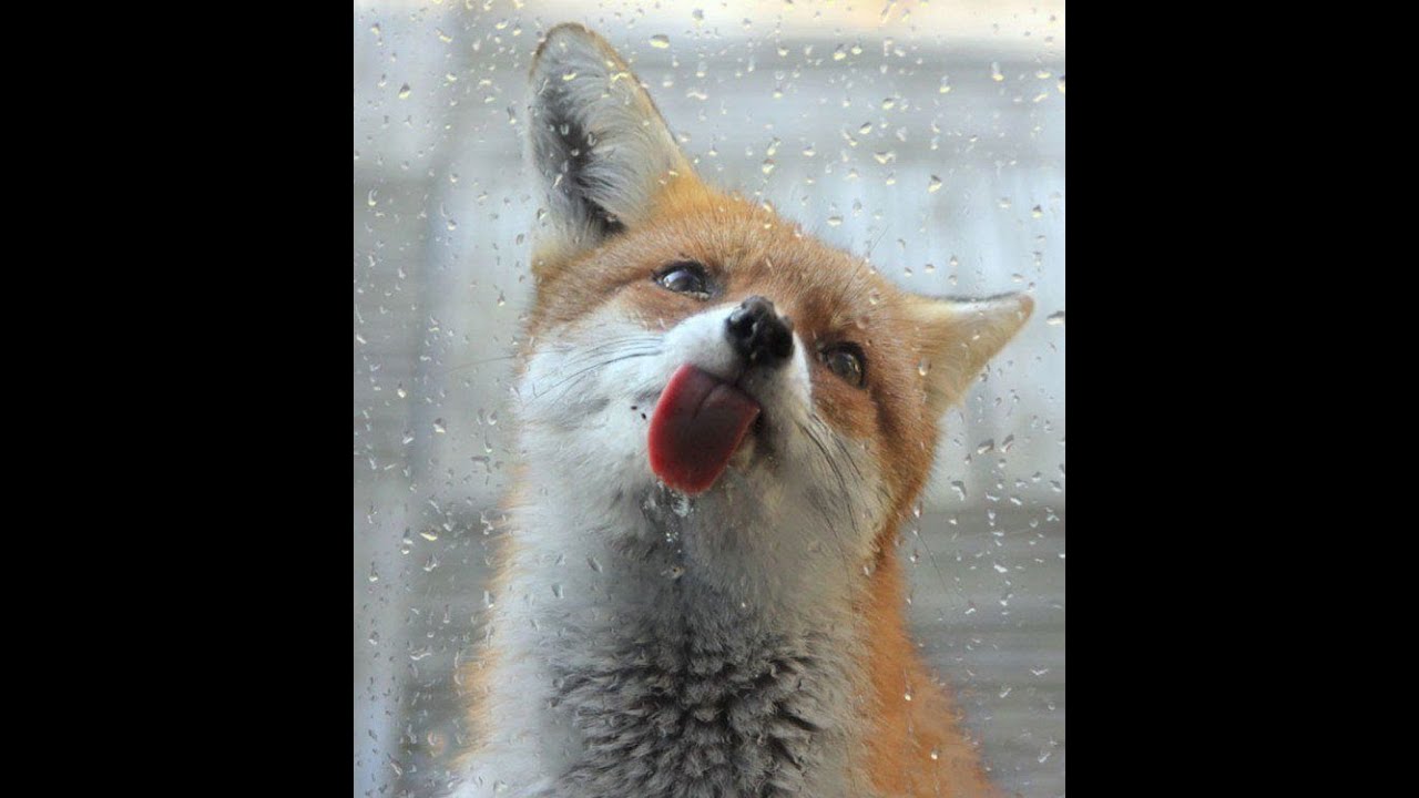 ITS FOX FRIDAY - YouTube