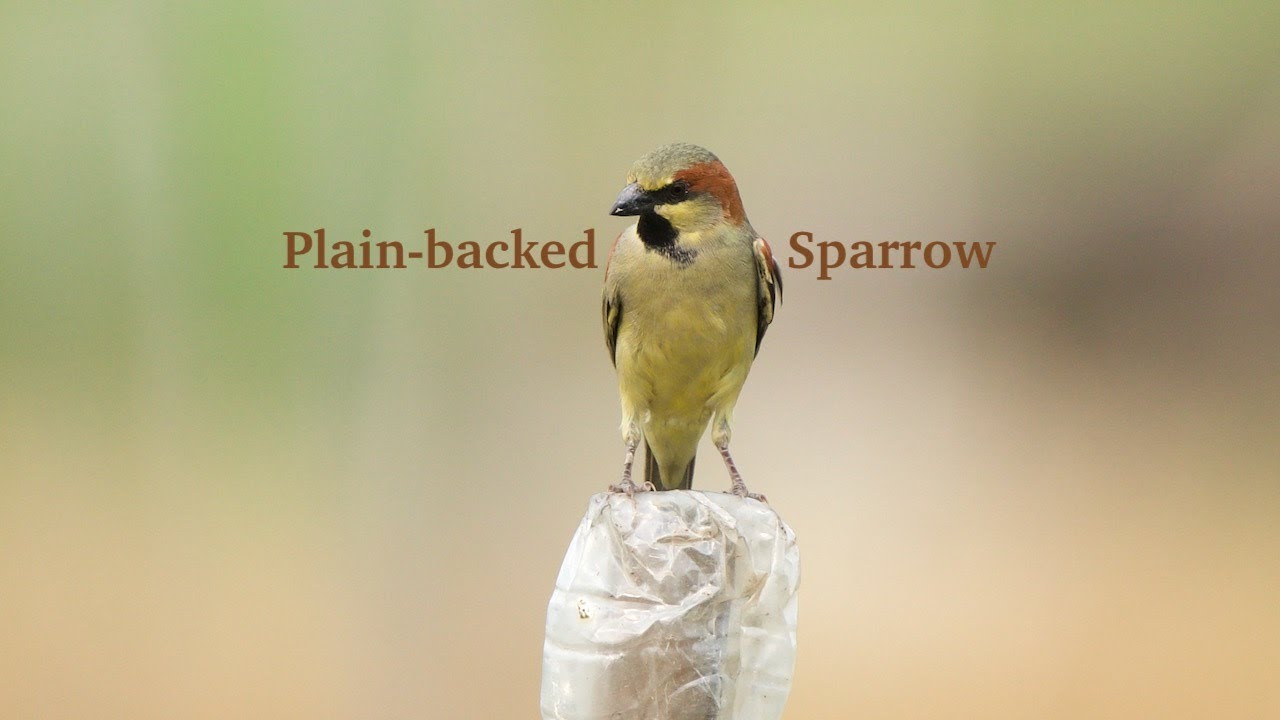 Plain-backed Sparrow at Rice Research Center - YouTube