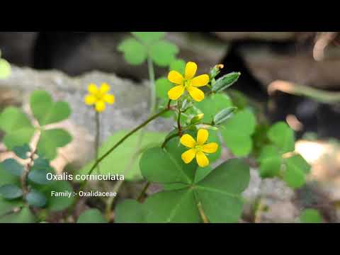 Oxalis corniculata - Creeping Woodsorrel, Procumbent Yellow Sorrel ...