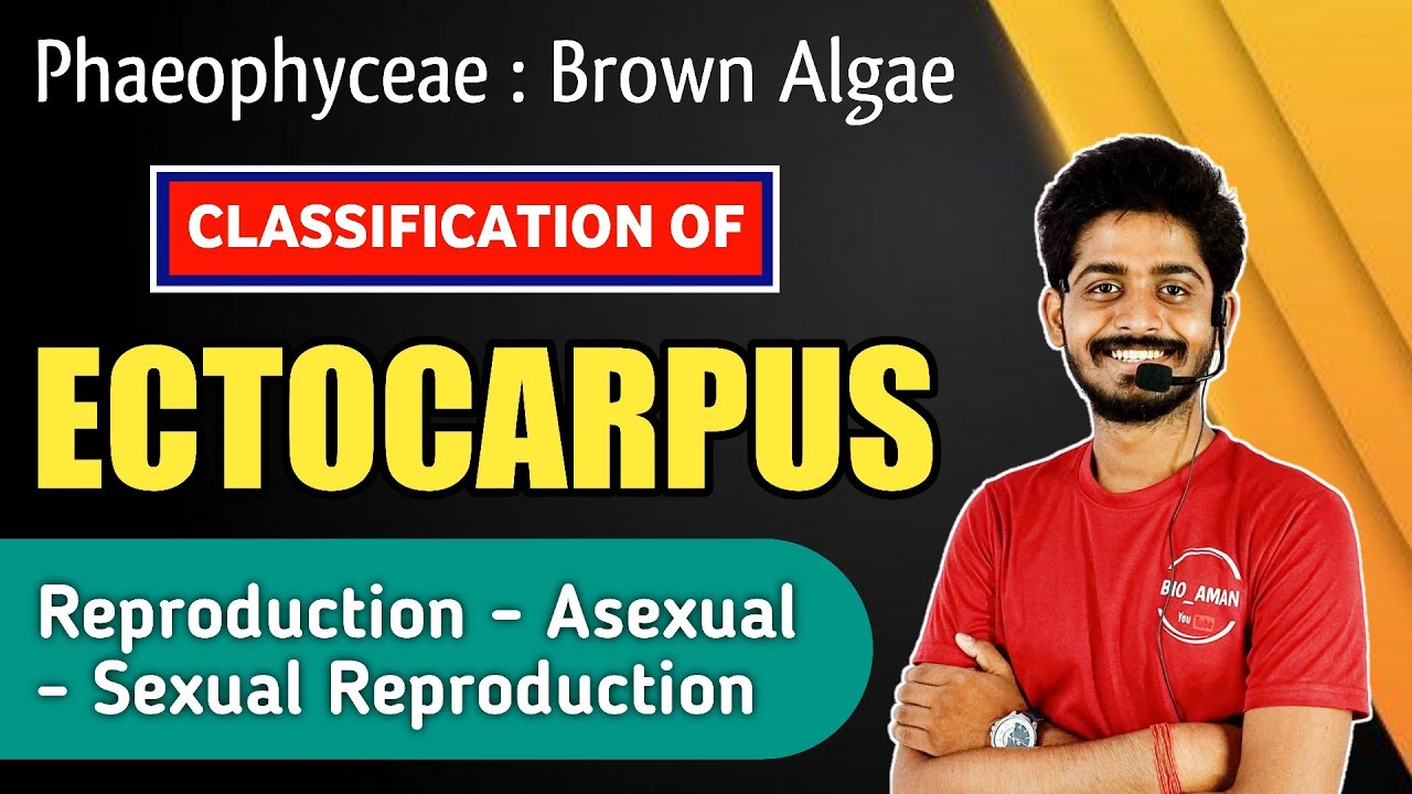 Brown Algae : Ectocarpus Marine Brown Algae | Reproduction in ...