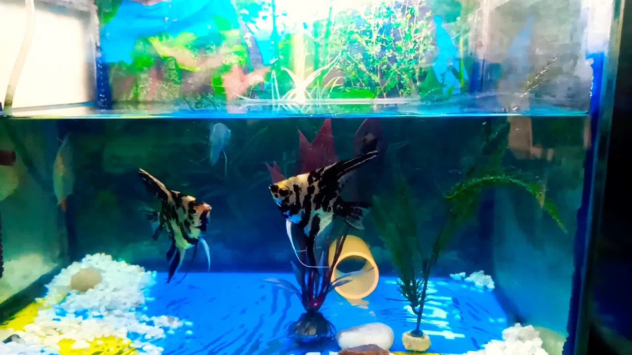 Angry Oscar Fish(must watch) - YouTube