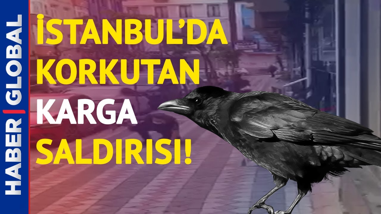 İstanbul'da Karga Saldırısı! ''Şapkasız Evden Çıkamıyorum'' - YouTube