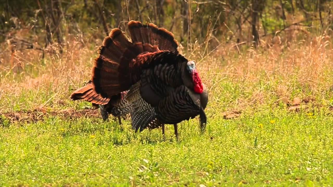 Chris Carneys 2015 Archery Double Bearded Turkey - YouTube