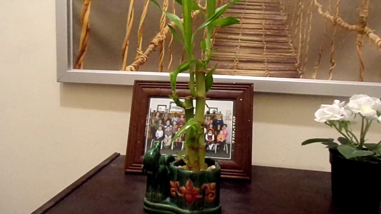 Meet Little Bamboo - YouTube