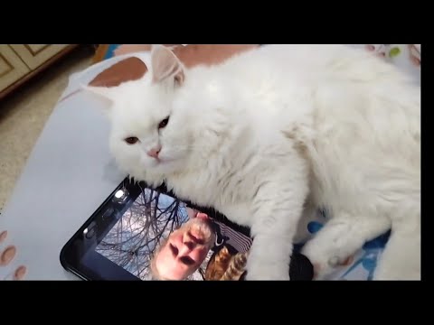 Grace the Cat, s Love For His Angel Dad Mike/Happy America Independence ...