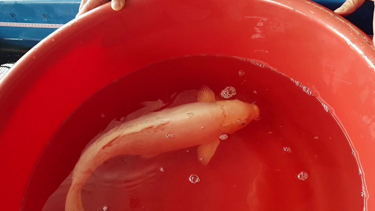 Doitsu white Platinum - YouTube