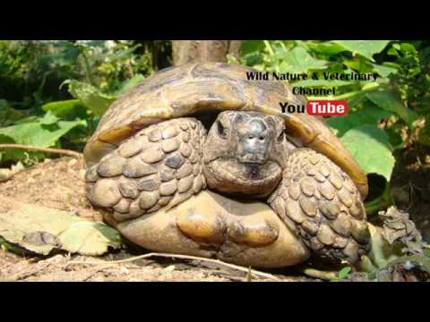 How does Tortoise come out of its shell ? Close up. #animals - YouTube