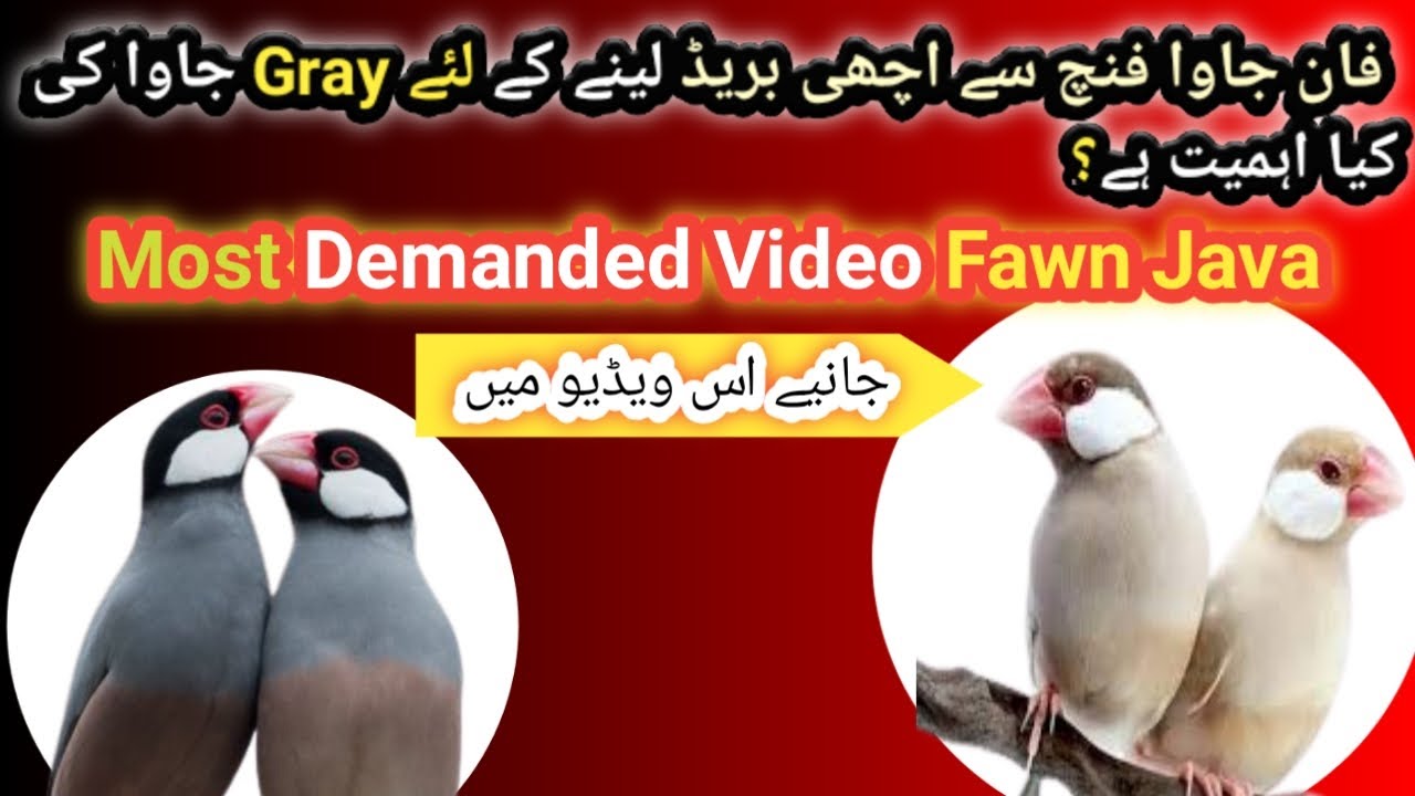Fawn Java Best Breeding Tips | Fawn Java ki Achi Breed Ka lya Gray Java ...