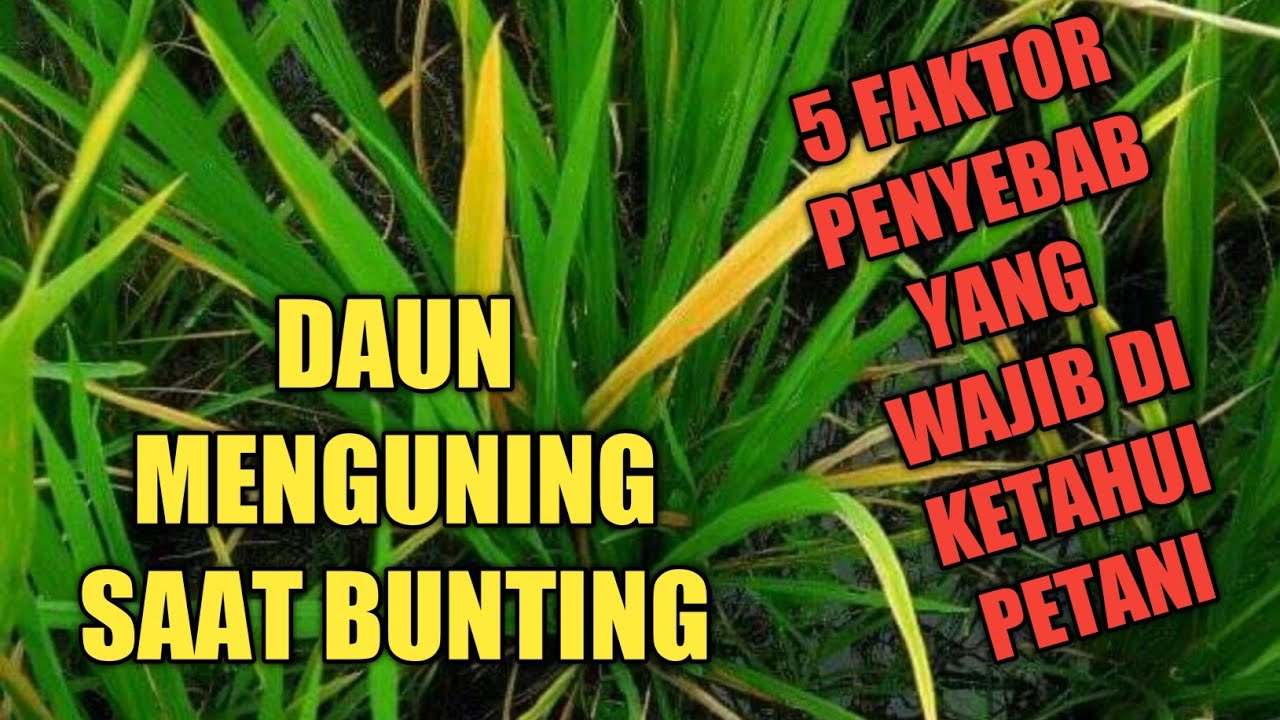 Daun padi menguning saat bunting, ini sebabnya‼️ - YouTube
