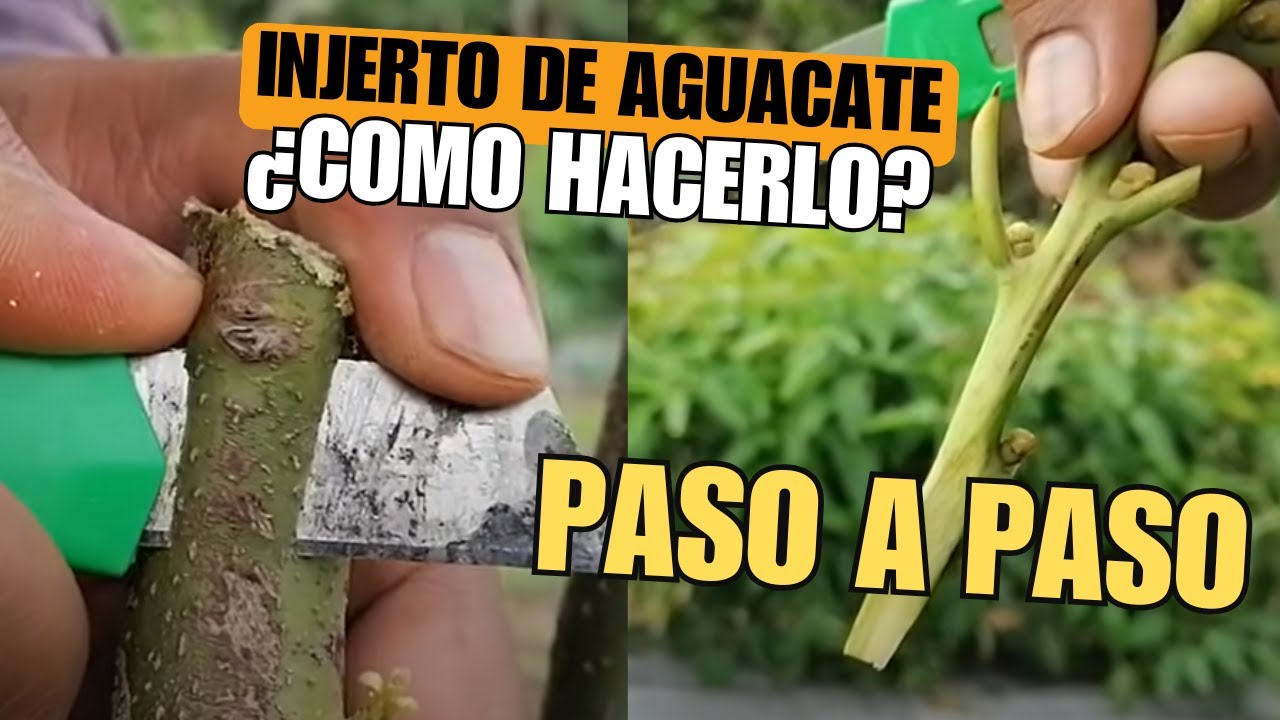 INJERTO de AGUACATE o PALTA 🥑¿Como se hace? Paso a Paso ️ - YouTube
