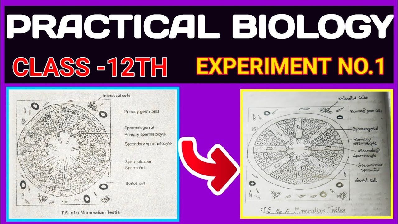 To study of Ts of Mammalian Testis / how to draw mammalian testis ...