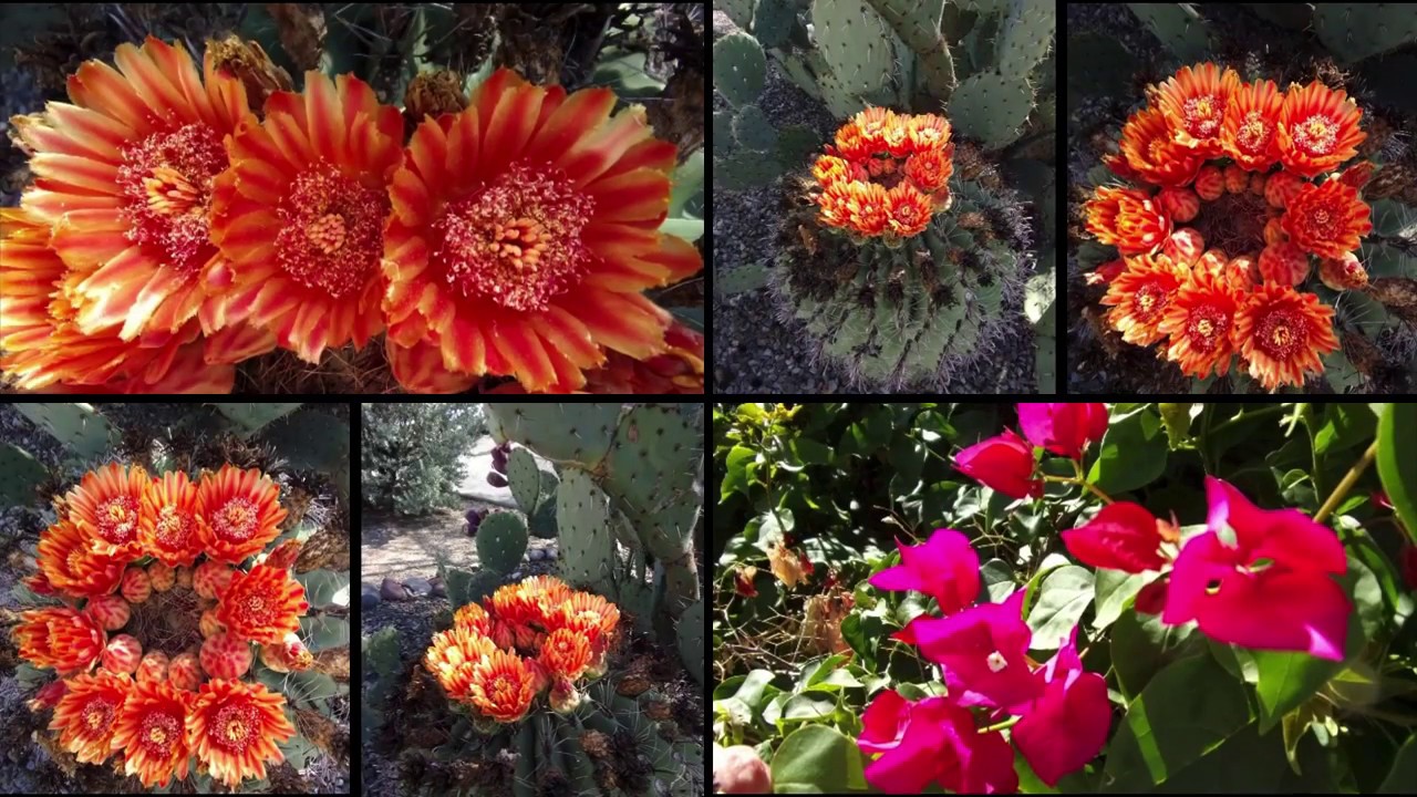 Eclipse flowers - YouTube