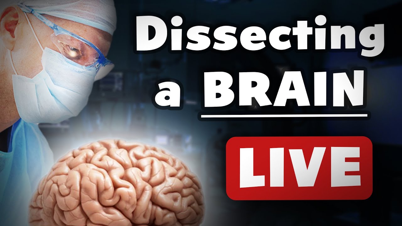 Real Human Brain Living