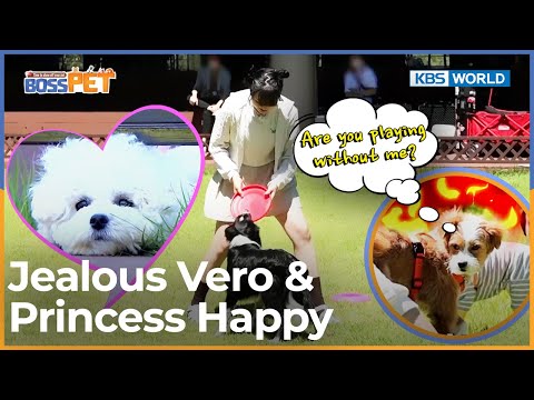 Jealous 🐶Vero & Princess 🐶Happy [Boss Pet : EP.9] | KBS WORLD TV 220930 ...