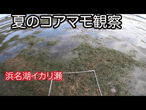 猛暑に耐えるコアマモの観察（イカリ瀬）浜名湖 Youtube 7542