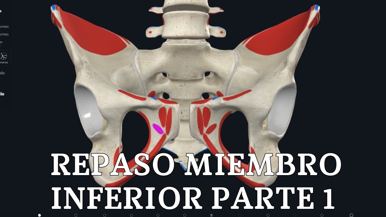 REPASO DE MIEMBRO INFERIOR PARTE 1 - YouTube