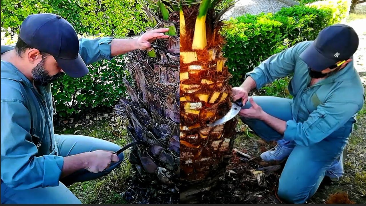 How to Prune a Palm Tree – Step-by-Step Clean Trunk Guide 🌴 ️#PalmGuide ...