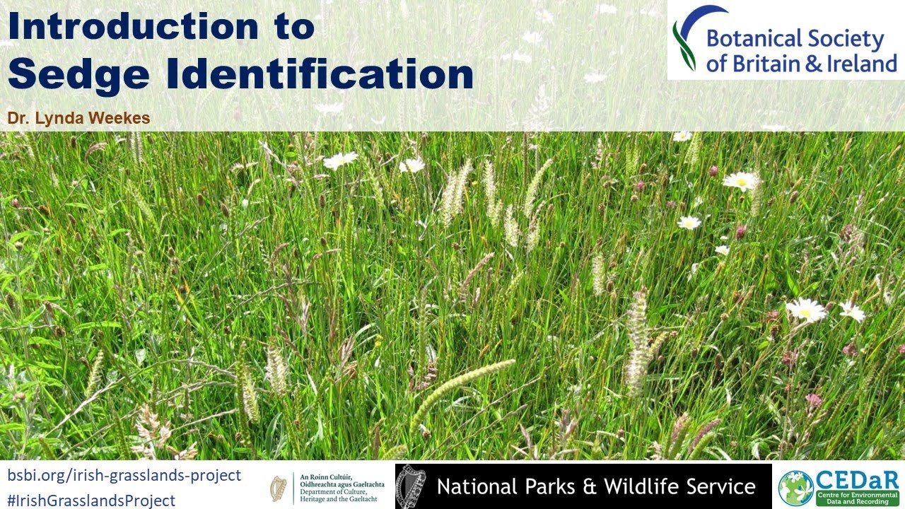 Introduction to Sedge Identification - YouTube
