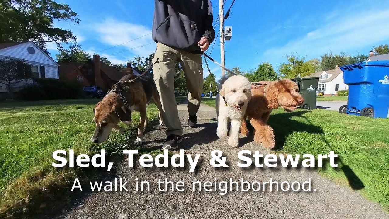 Sled, Teddy & Stewart - YouTube