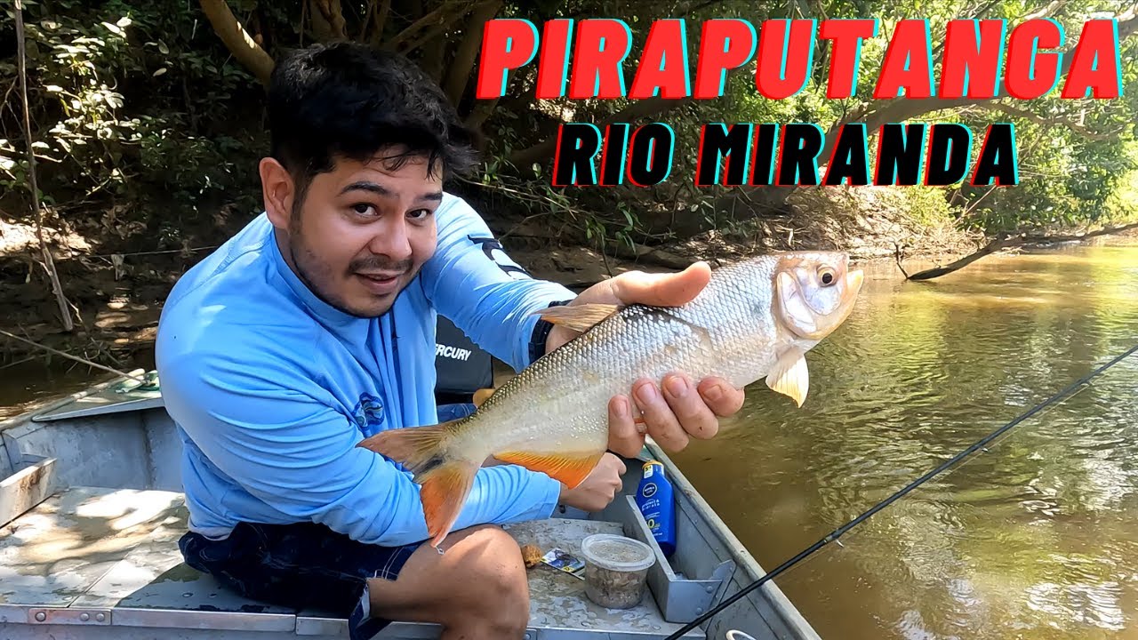 Pescaria de Piraputanga, Piau e Pacu no Rio Miranda - BONITO/MS - YouTube