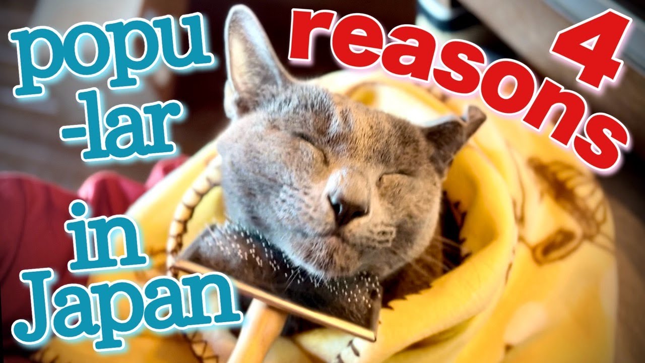 [Russian Blue] Why Russian Blue is popular in Japan | Kotetsu cat - YouTube