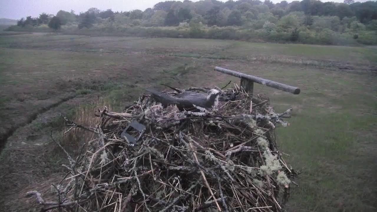 Cape Cod Museum of Natural History Live Stream - YouTube
