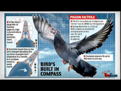 Birds- Animal Navigation - YouTube