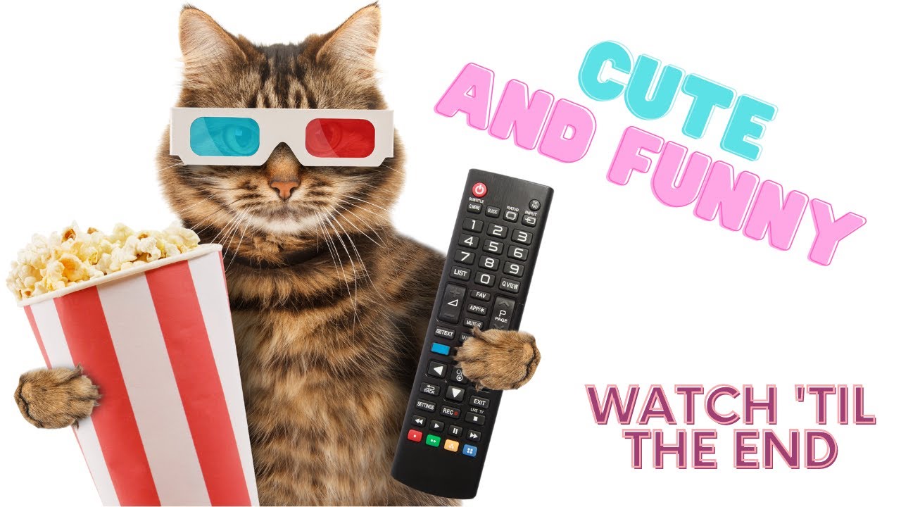 The Purrfect Way To Spend An Hour: Cute Cat Videos! | Pawesomepuppy ...