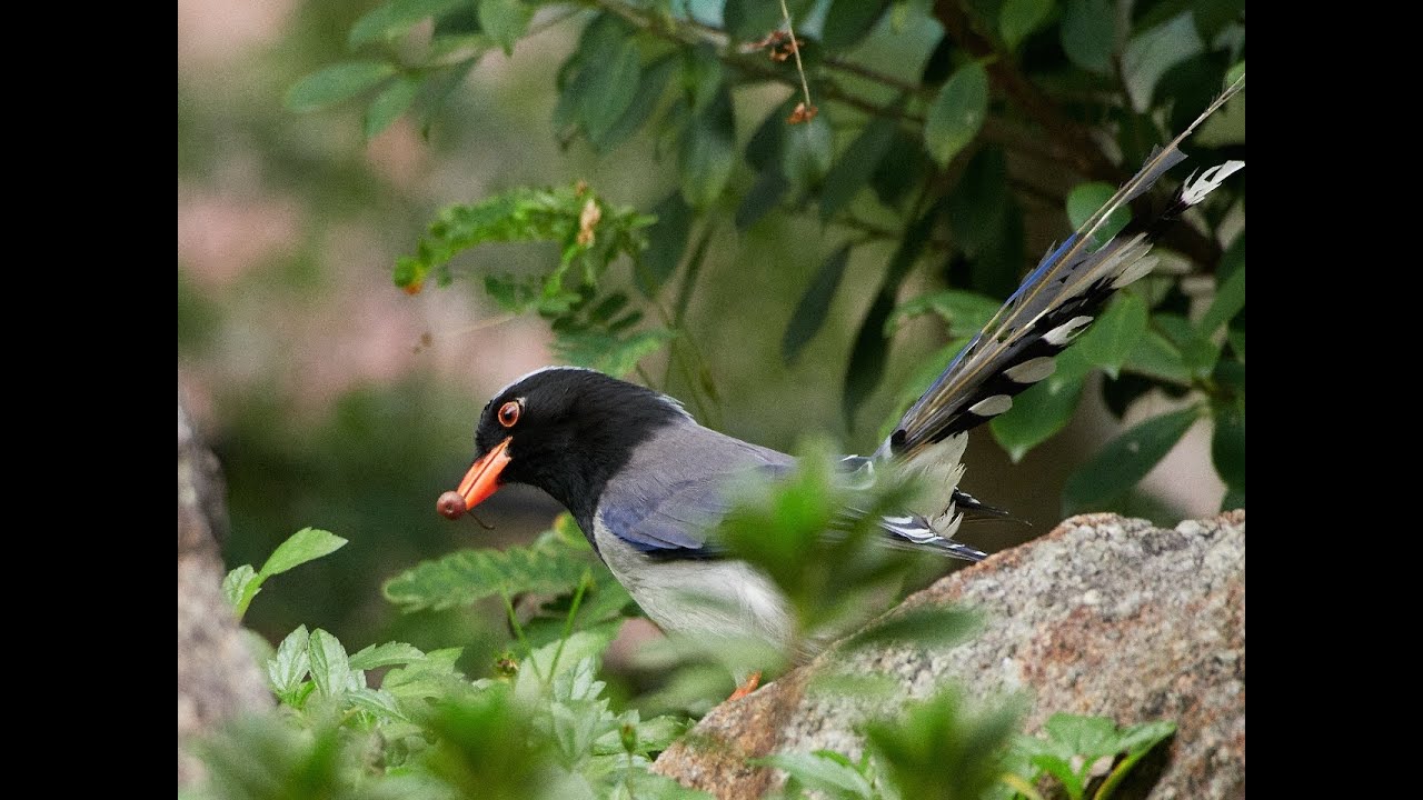 香港野生雀鳥 Wild Birds of Hong Kong | Hong Kong Bird Watching | Red-billed ...