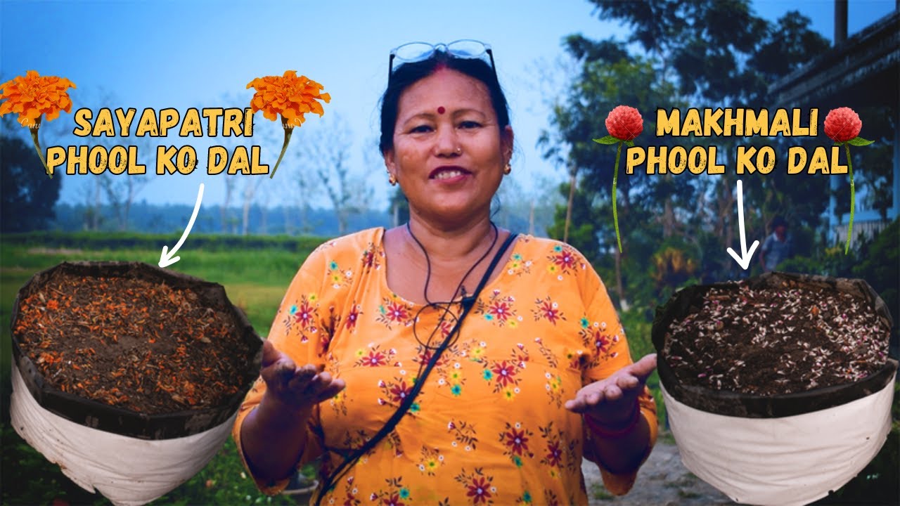 Makhamali Phool ra Sayapatri Phool Ko Dal Raknu Bhayo Ki Chaina? Nepali ...