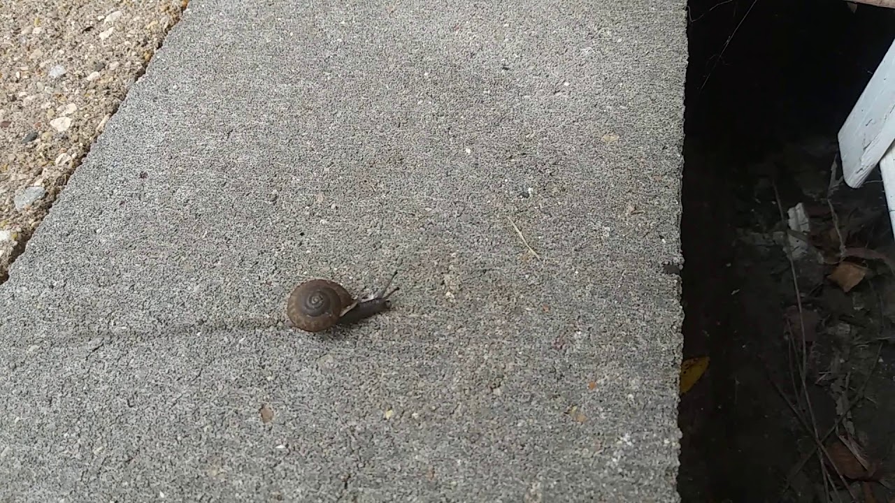 Snail visiting on my step - YouTube