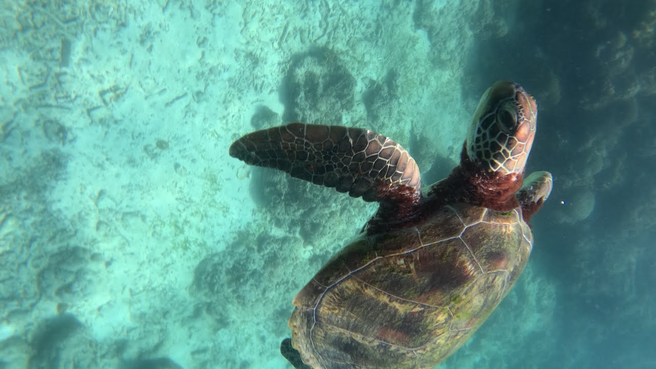 Snorkeling with Sea Turtles in Cebu | An Unforgettable Ocean Adventure ...