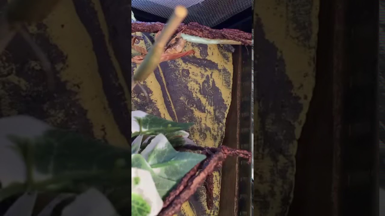 P. Paradoxa, Ghost mantis laying an ootheca time lapse. Breeding ...