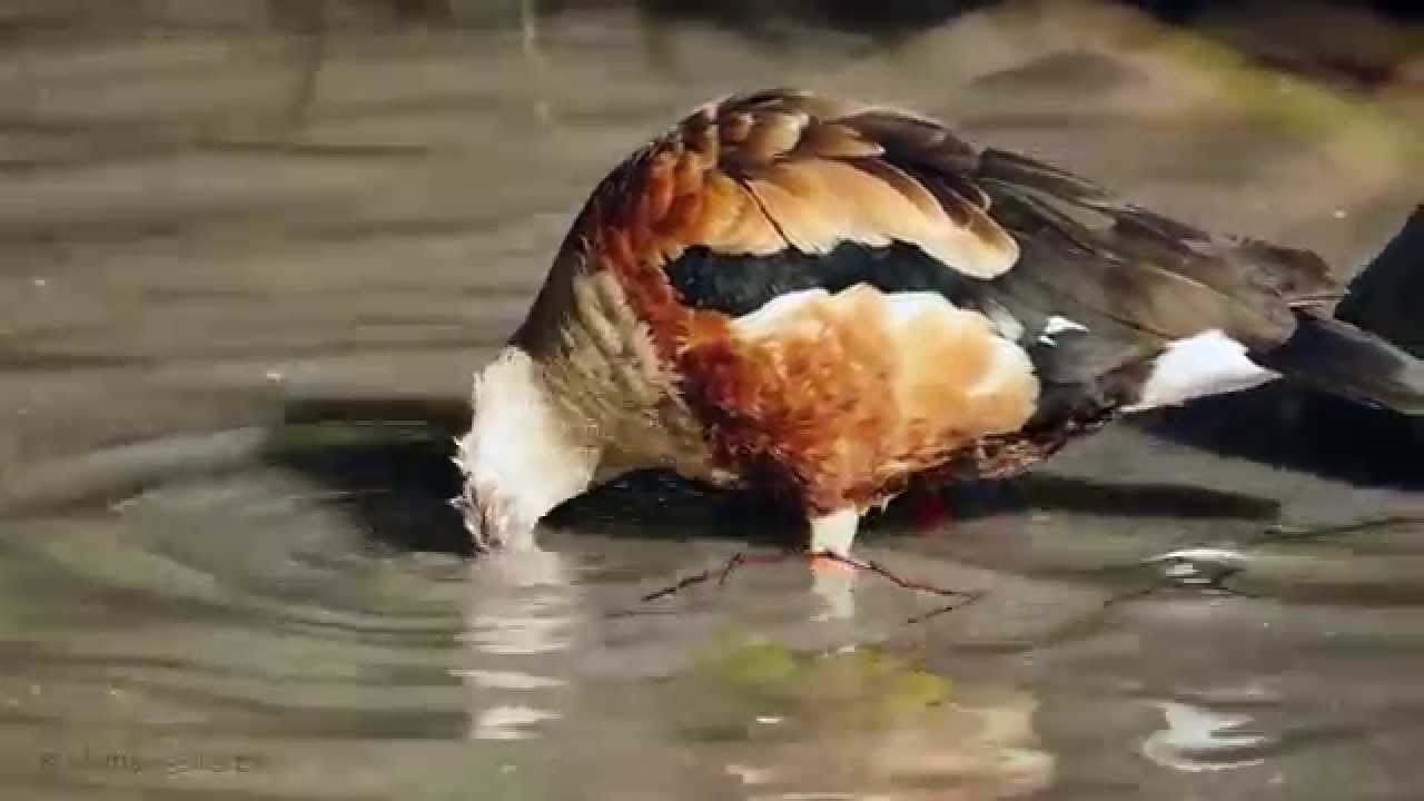 Orinoco Geese (Neochen jubata) / Orinokogänse - YouTube