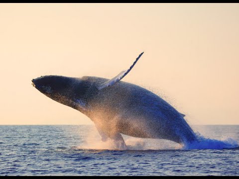 Whales vs Man - YouTube