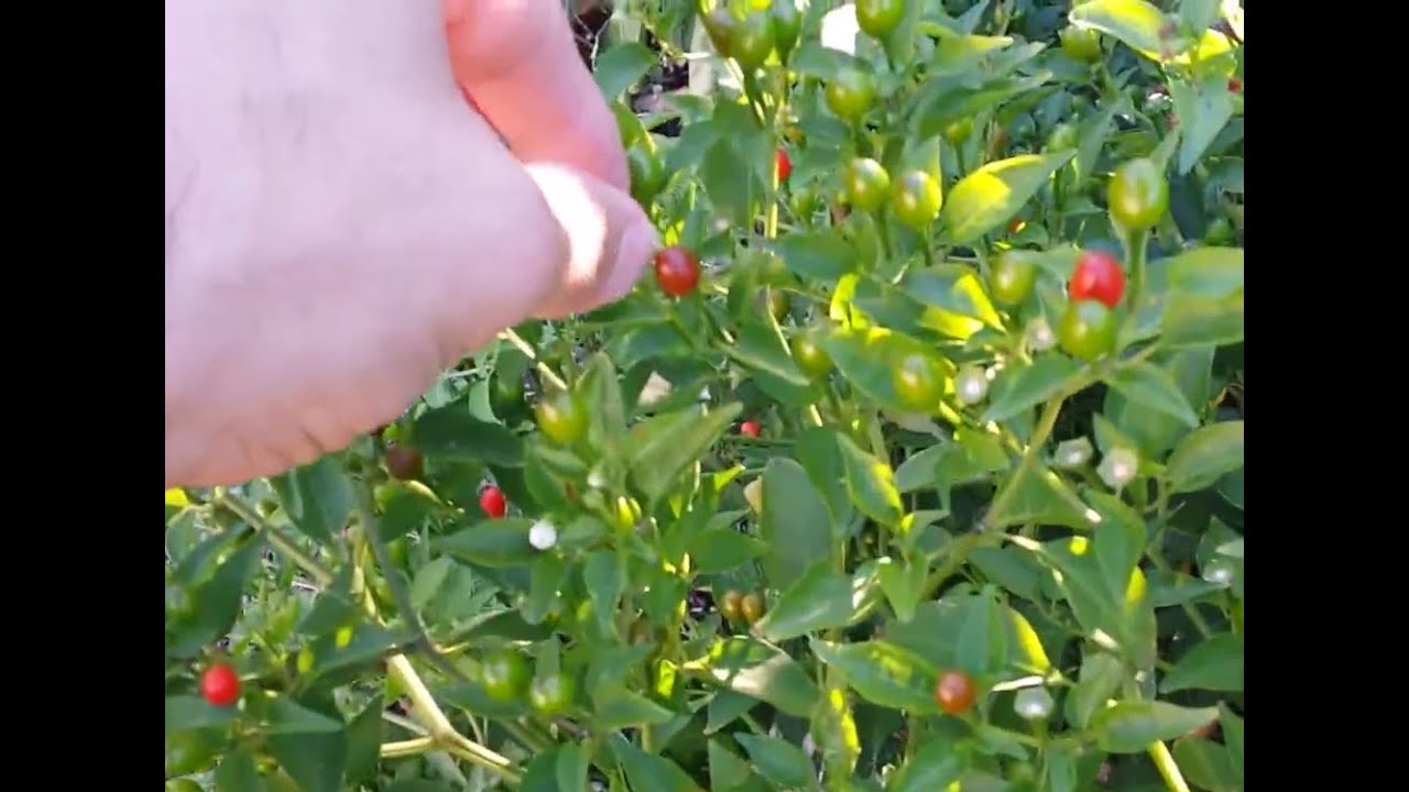 Harvesting Chiltepin Peppers (When and How?) - YouTube