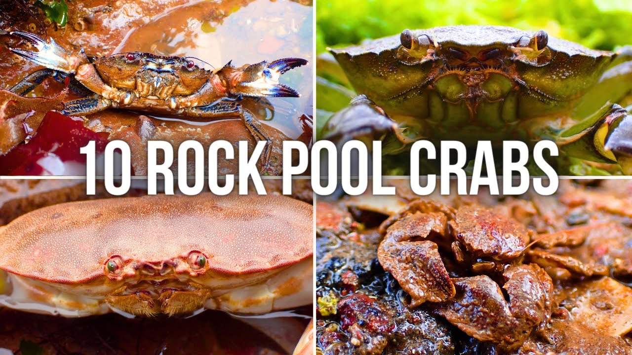 10 Crabs YOU Can Find in UK Rock Pools! - YouTube