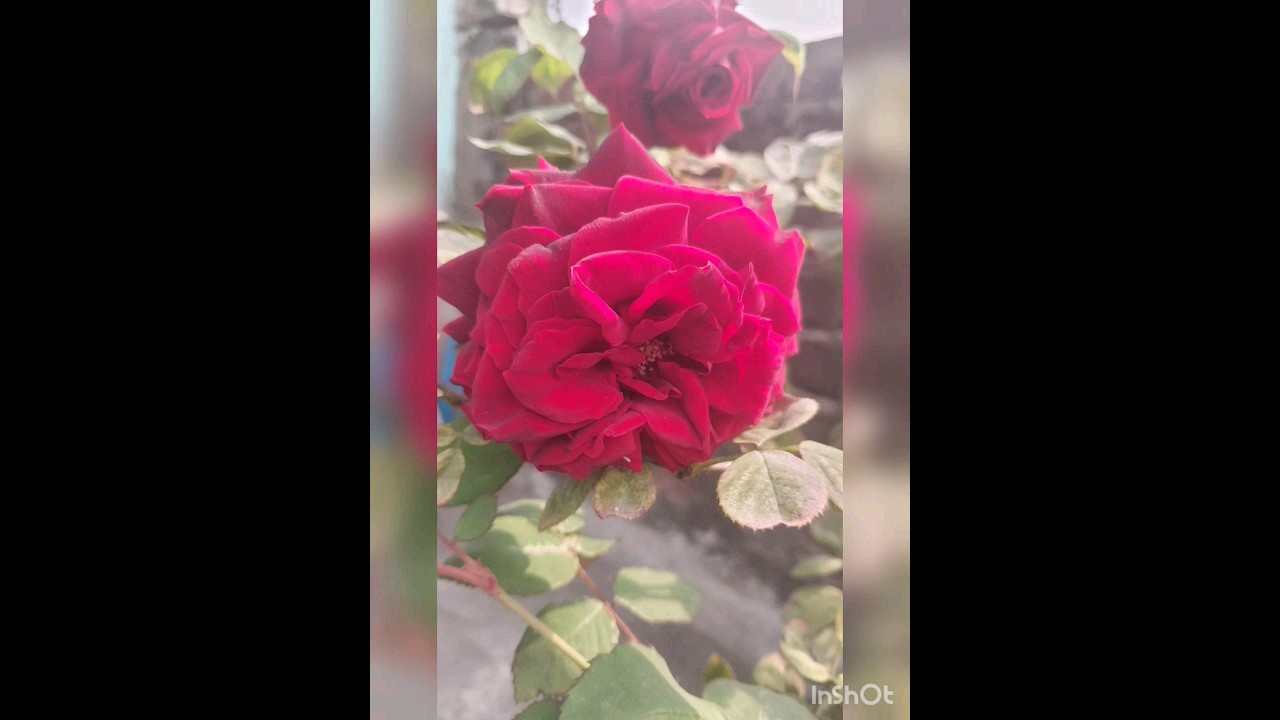 gulab fool #cute #love ♥️💕 - YouTube