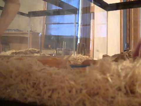 How to set up a scarlet king snakes cage - YouTube