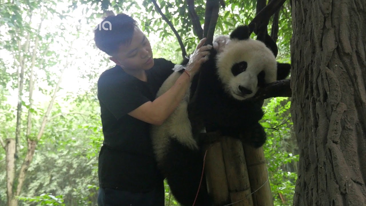 Rescue of the fat panda - YouTube
