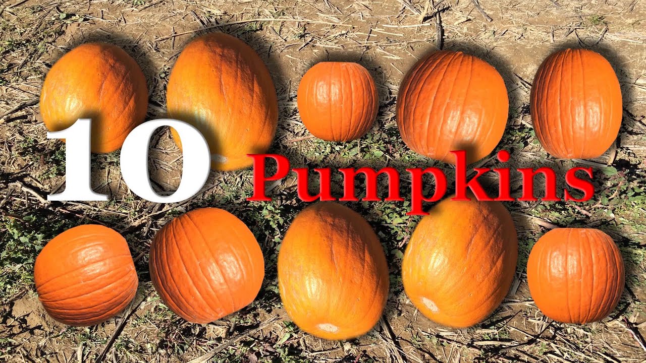 Learn to Count Numbers 1-10 | counting pumpkins - YouTube