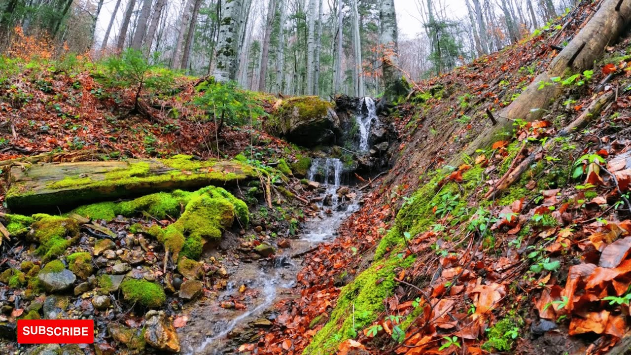 Peaceful Sounds 🎧of Birdsong and gentle Water stream💦in the Forest🌿 ...