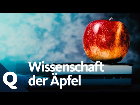Der Apfel – Alles was du wissen musst | Quarks